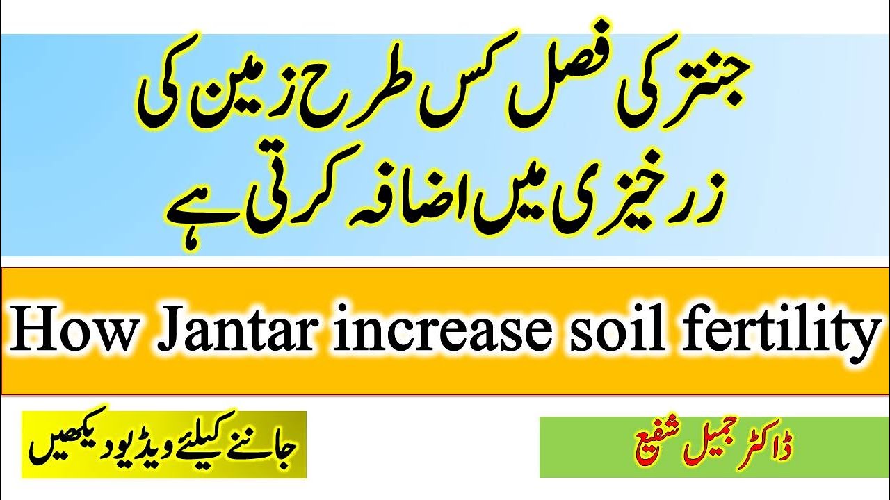 How Jantar crop increase soil fertility | green manuring | nitrogen ...