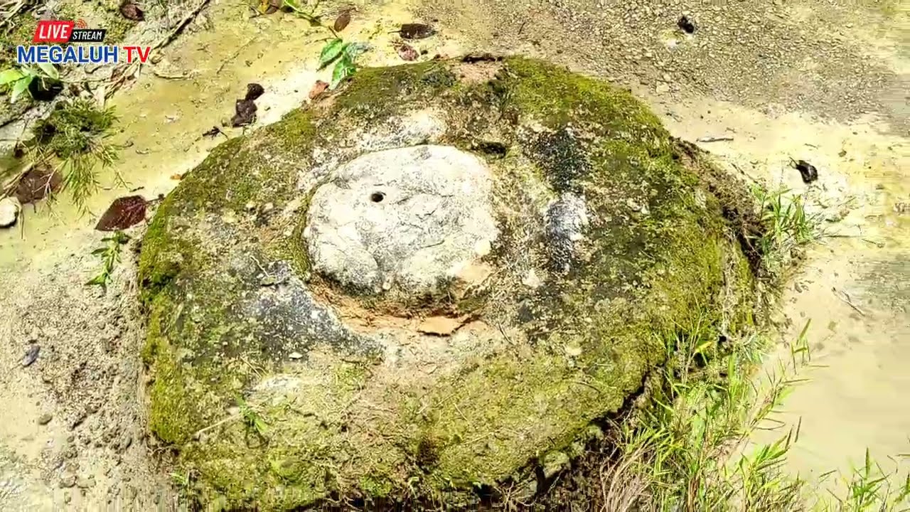 sungai purba di jombang! penemuan keong emas raksasa watu gong fosil ...