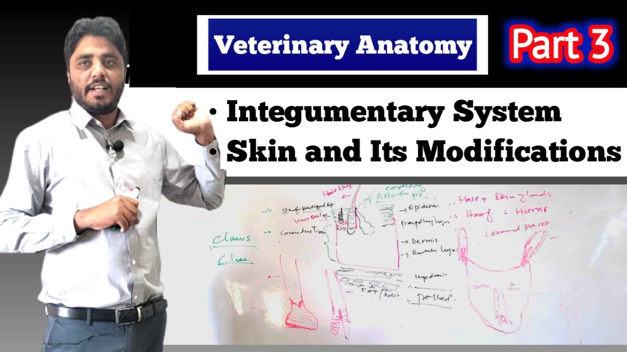Integumentary System of domestic animals| skin modifications, hair hoof ...