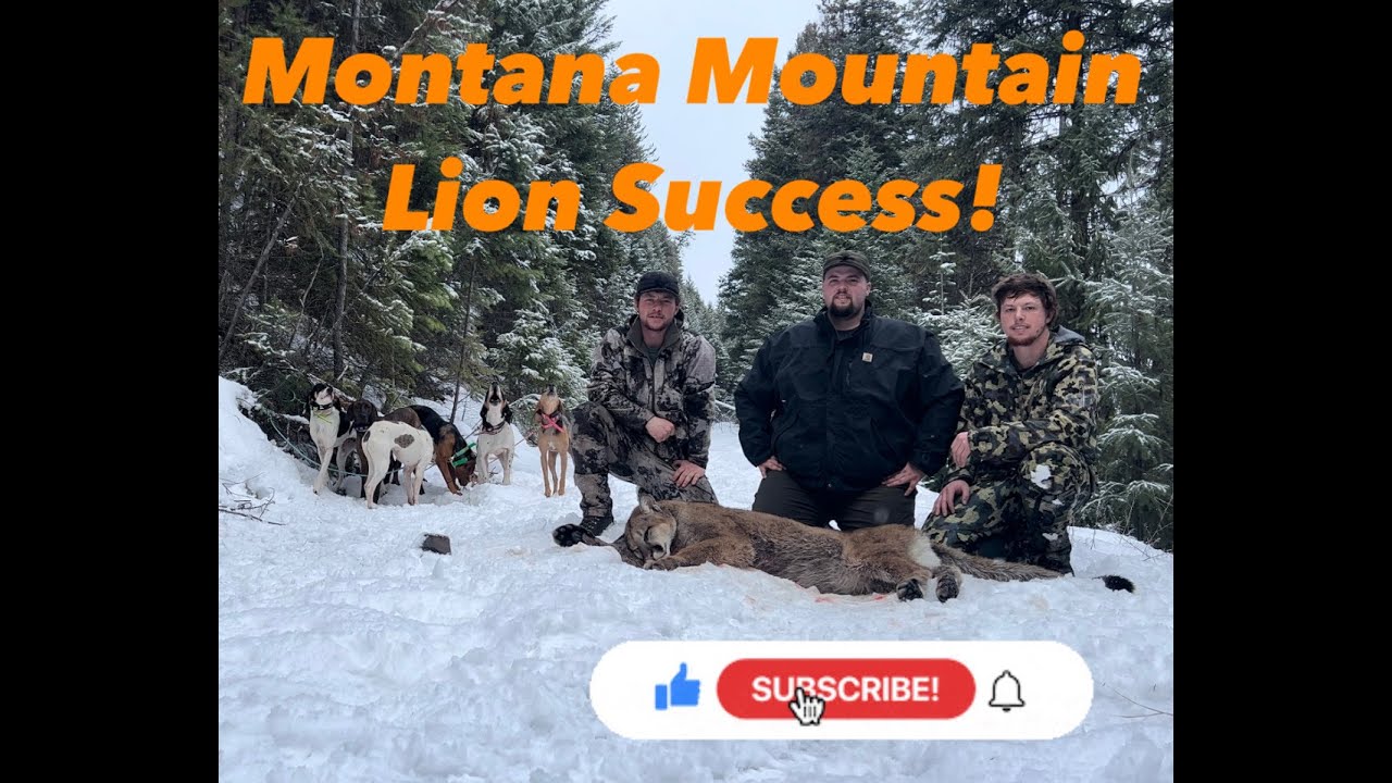 #16 Montana Mountain Lion Success - YouTube