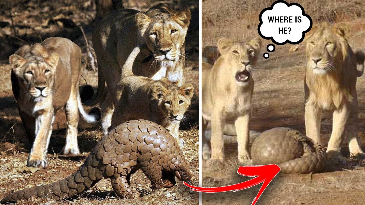 Pangolin: The Most Badass Animal You've Never Heard Of - YouTube