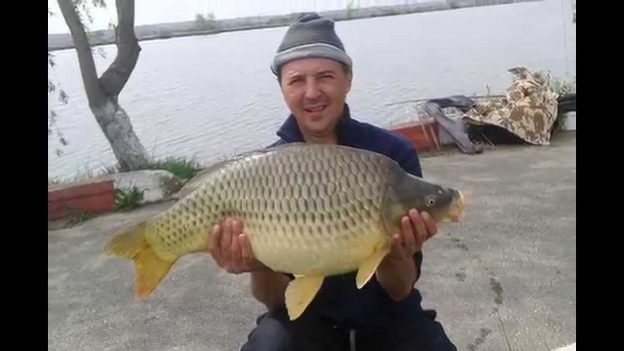 Crap de 12Kg prins la feeder pe 23 aprilie 2014 ,Lac Calinesti Arges ...
