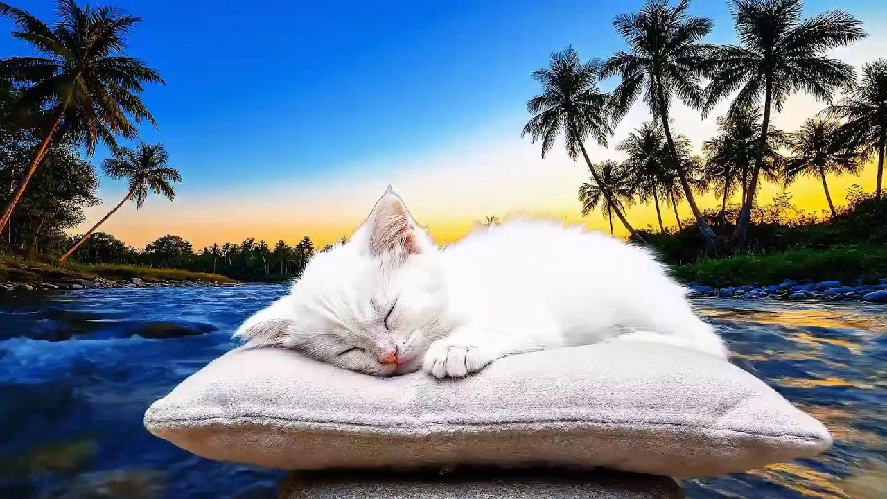 Cat Sleeps by the River at Night: Soothing Nature Sounds for Meditation ...