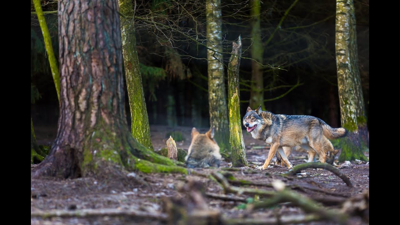 gray wolf turkey #wolf #turkey #türkiye #graywolf - YouTube