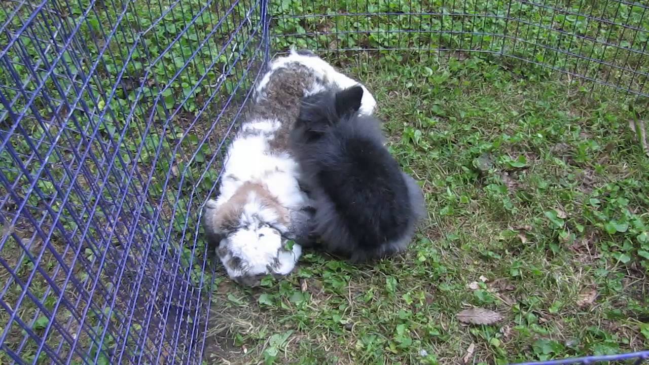 A Confused Bunny - YouTube
