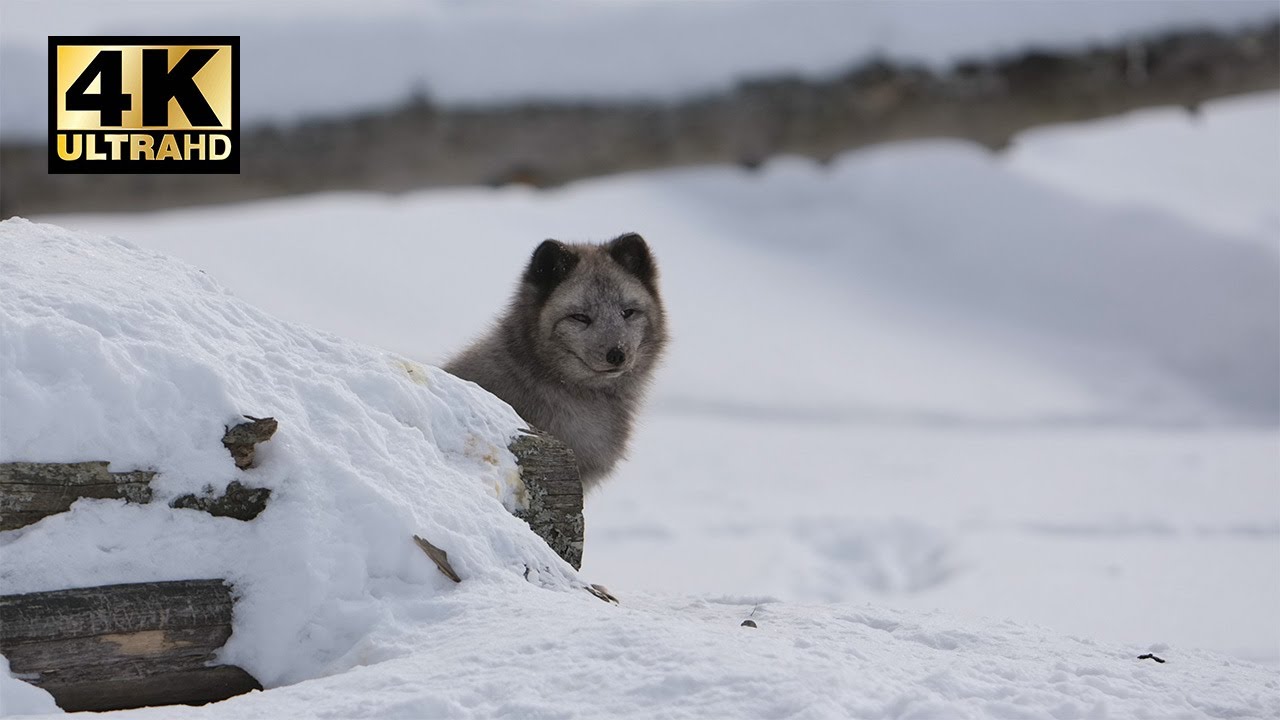 4K Ultra HD Video || Arctic fox animal resting in winter snow closeu ...