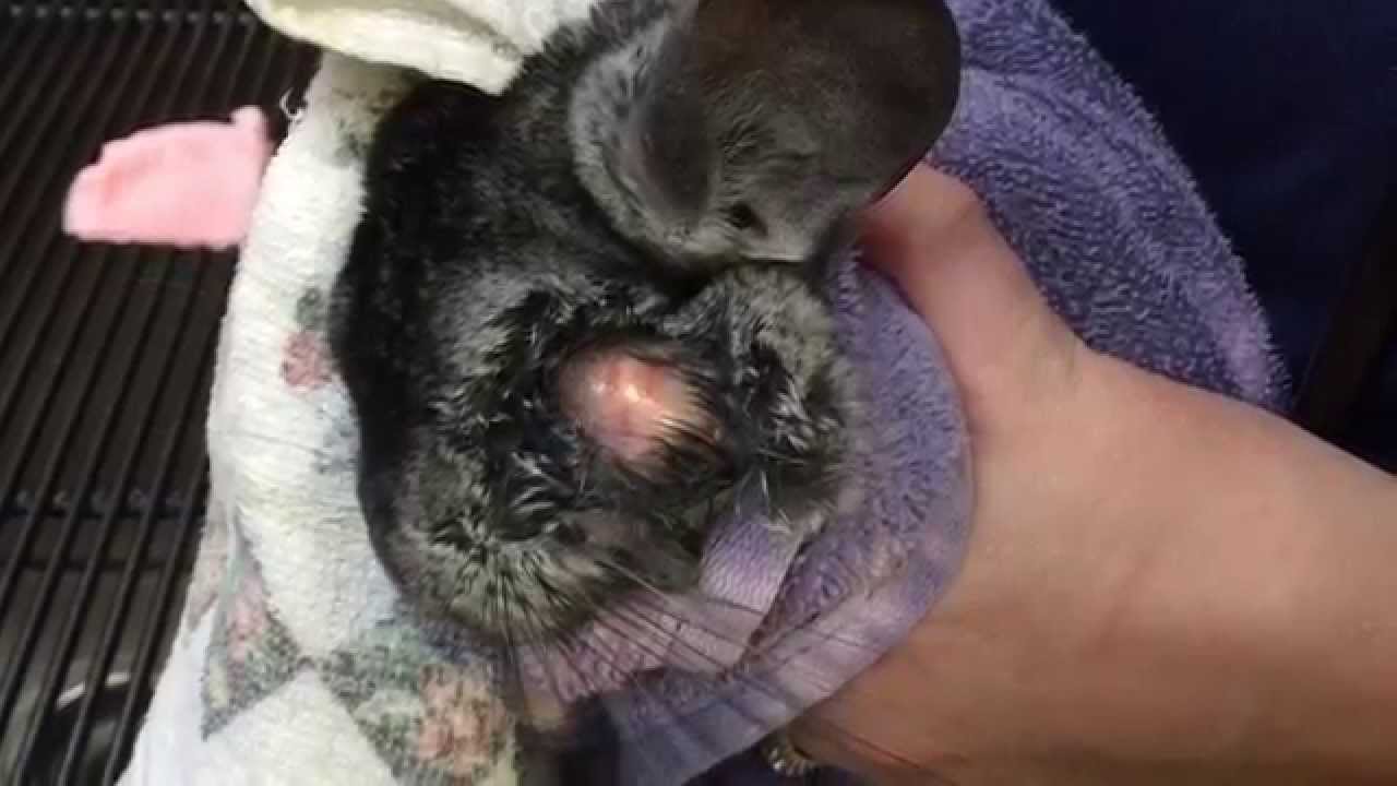 PUScam!! Chinchilla with left maxillary abscess lance and drained - YouTube