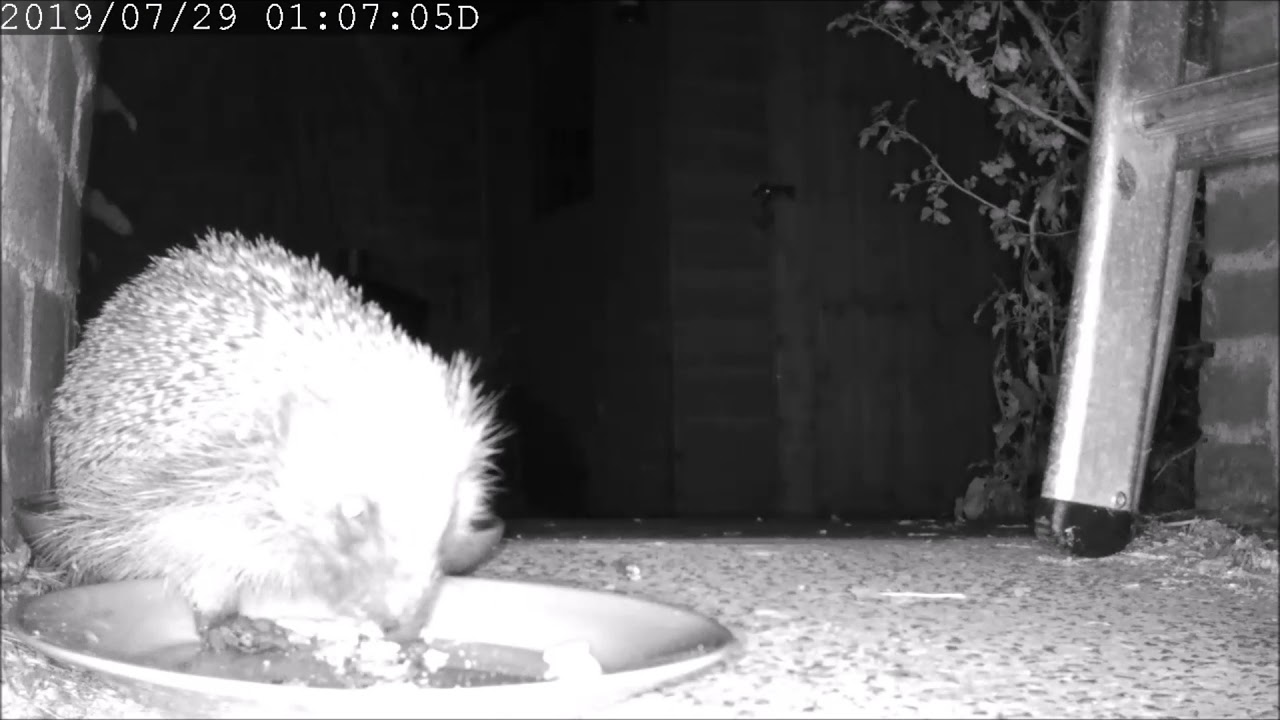 Another hedgehog visit - YouTube