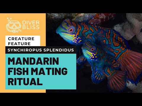Mandarin Fish Mating: Underwater Fish Porn in Moalboal, Cebu, Philippines