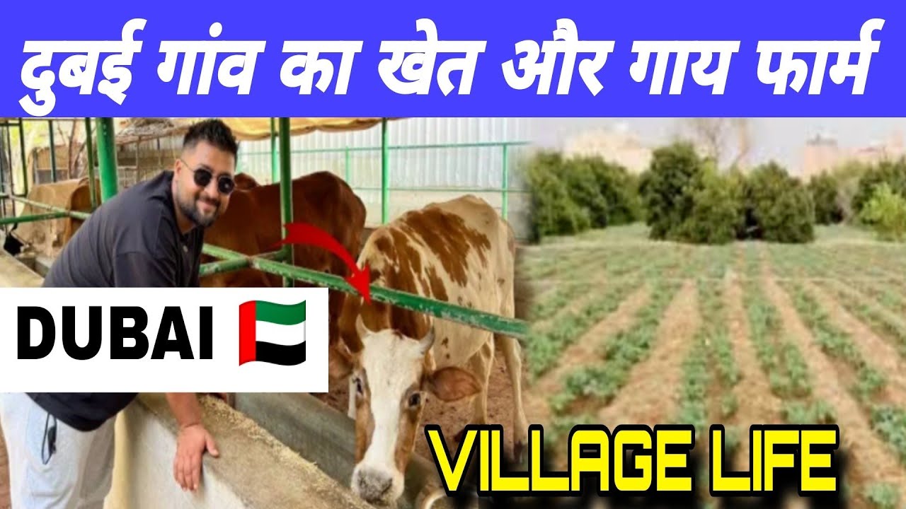 Dubai Arab village life style/Arabia House/Gulf village life ! Dubai ...