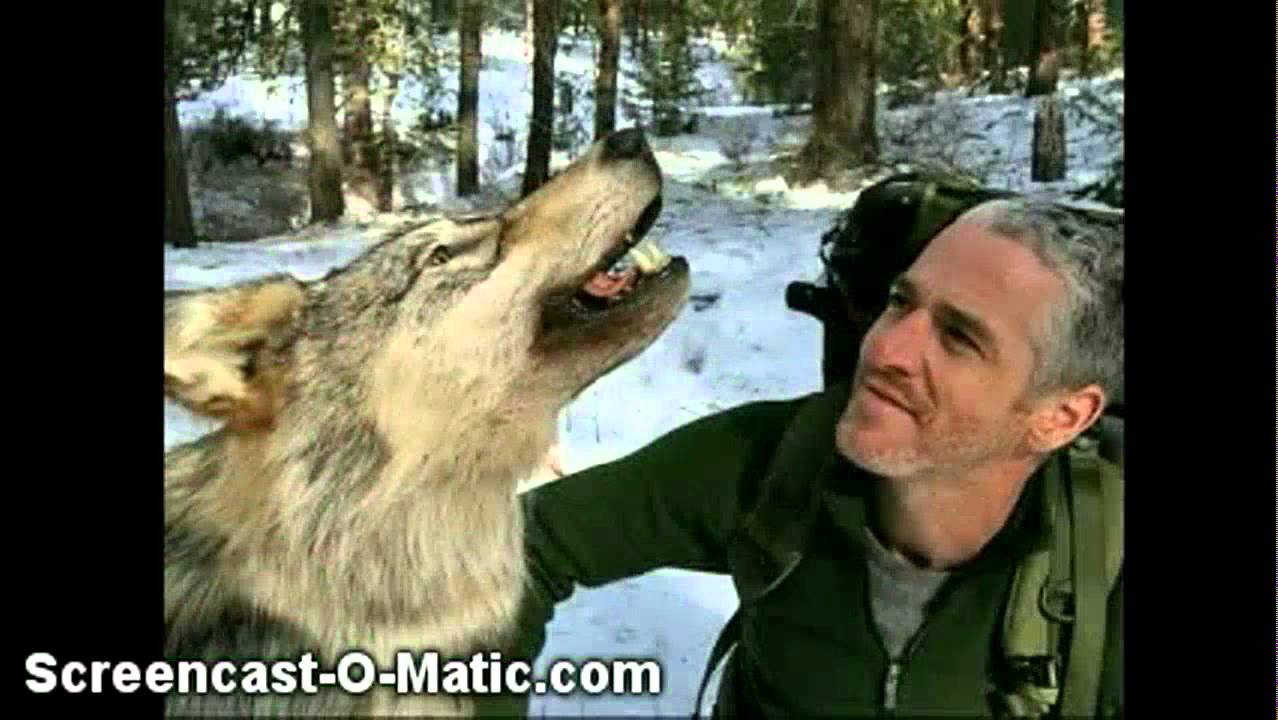 Why Do People Hunt And Kill Wolves? - YouTube