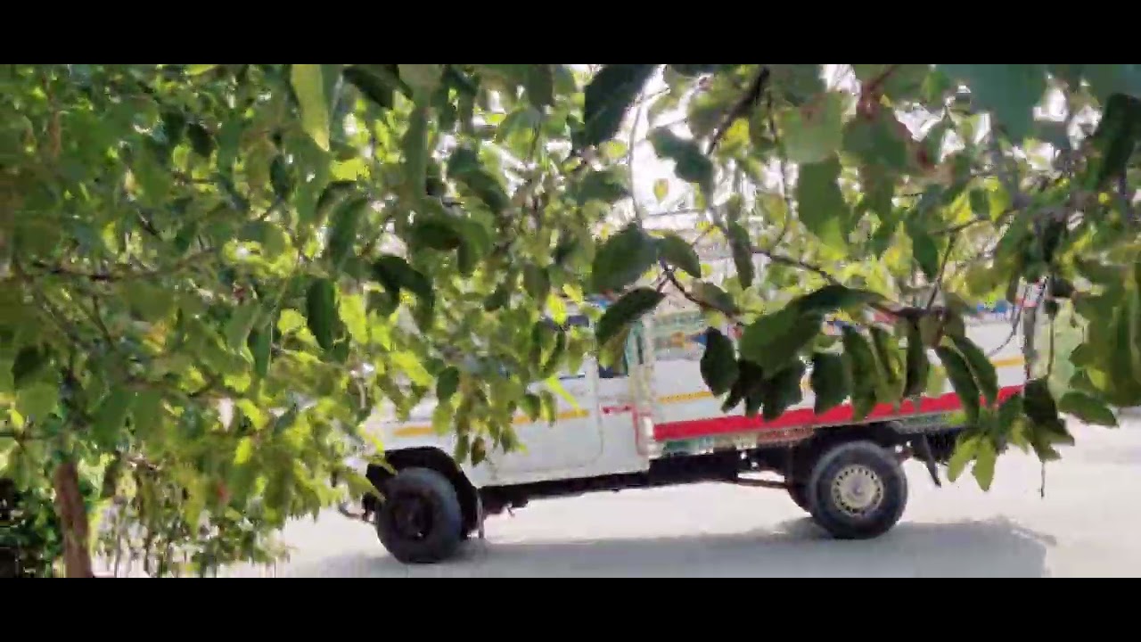 Borsali tree 🌲#tree #trees - YouTube