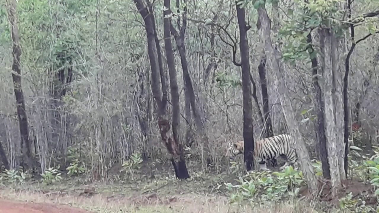 Male mogali tiger in Tadoba Zari gate(2) - YouTube