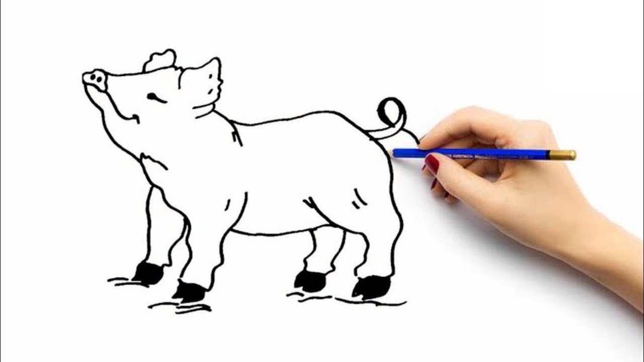 Menggambar Babi - Tutorial Menggambar Sketsa Babi - YouTube
