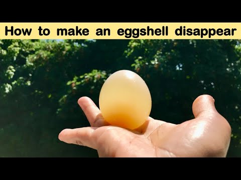 How to make an eggshell disappear? Naked egg science experiment. - YouTube