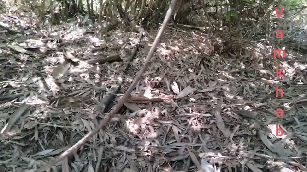 dib qaib qus lom zem tiag tiag - YouTube