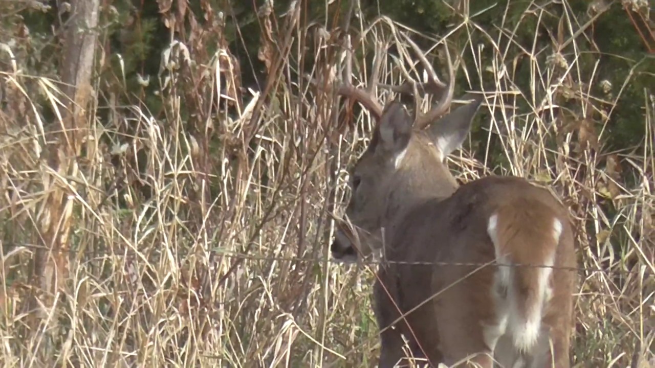 Buck Scraping Tree - YouTube