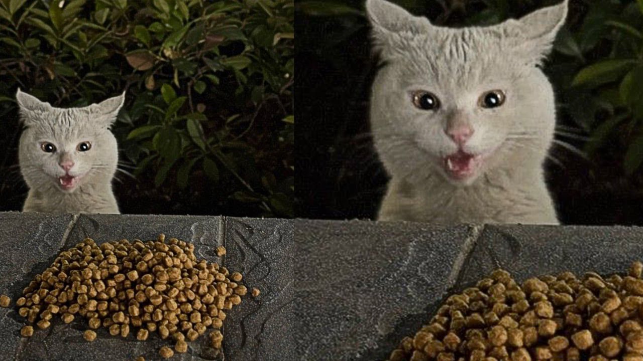 Oops! Cat Brain Cell Crashed Again 😂 Funny Cats Videos 2025 🐱 - YouTube