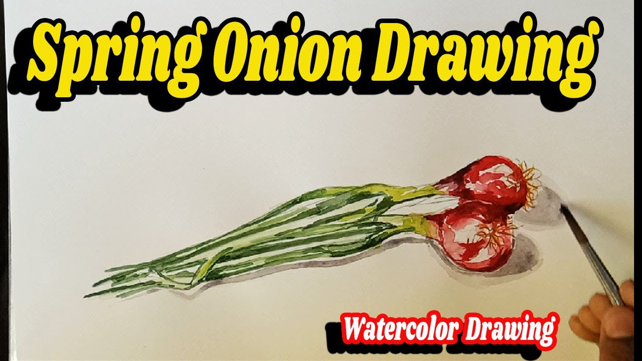 Spring Onion DRAWING How to Draw - YouTube