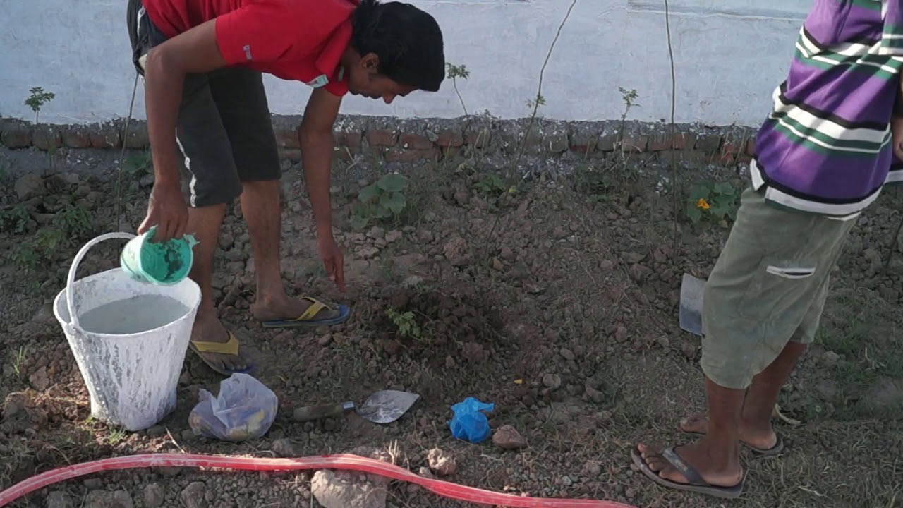 How to Use Fruits Waste for Organic Fertilizers - YouTube