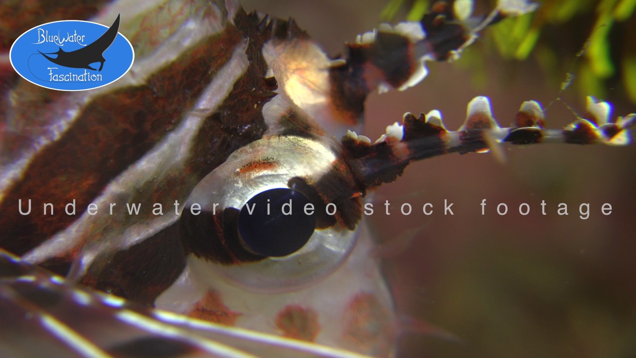 0445_Lionfish eye close up, 4K underwater video stock footage - YouTube