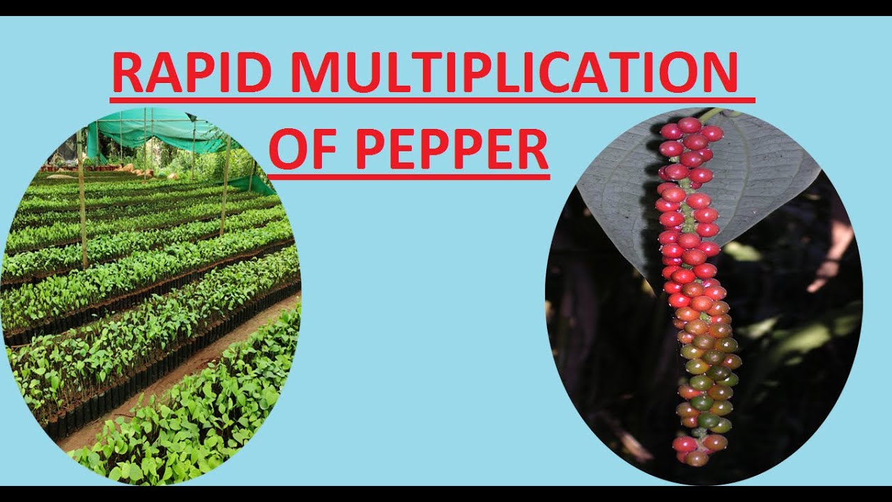 RAPID MULTIPLICATION OF PEPPER - YouTube