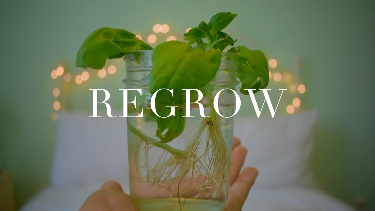 Regrow Basil in Water - YouTube