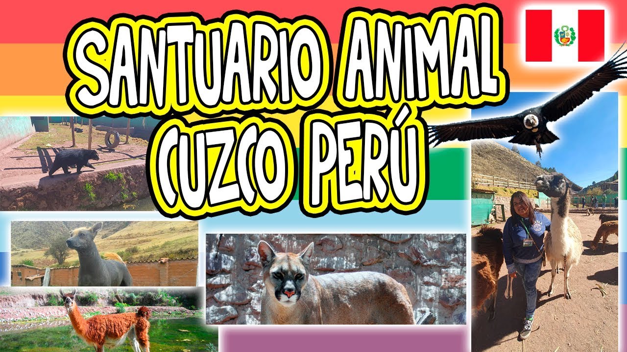 ANIMALES NATIVOS DEL PERÚ I CCOCHAHUASI ANIMAL SANCTUARY|CUZCO PERÚ ...