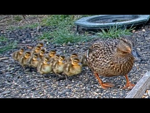 First Dozen Ducklings of 2021 at BWHQ - YouTube