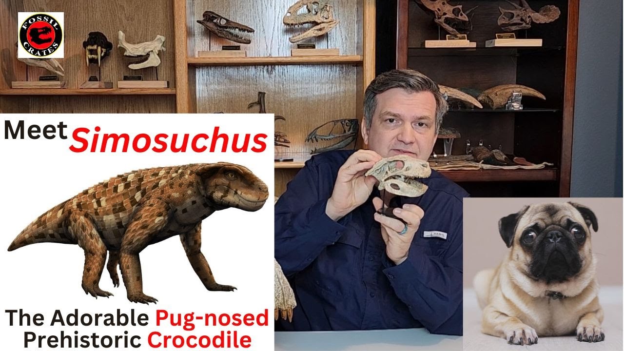 Simosuchus: The Adorable Pug-nosed Armored Crocodile - YouTube
