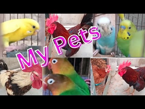 All My Pets In One Video | Roosters | Hens | Love Birds | Fisher (Must ...