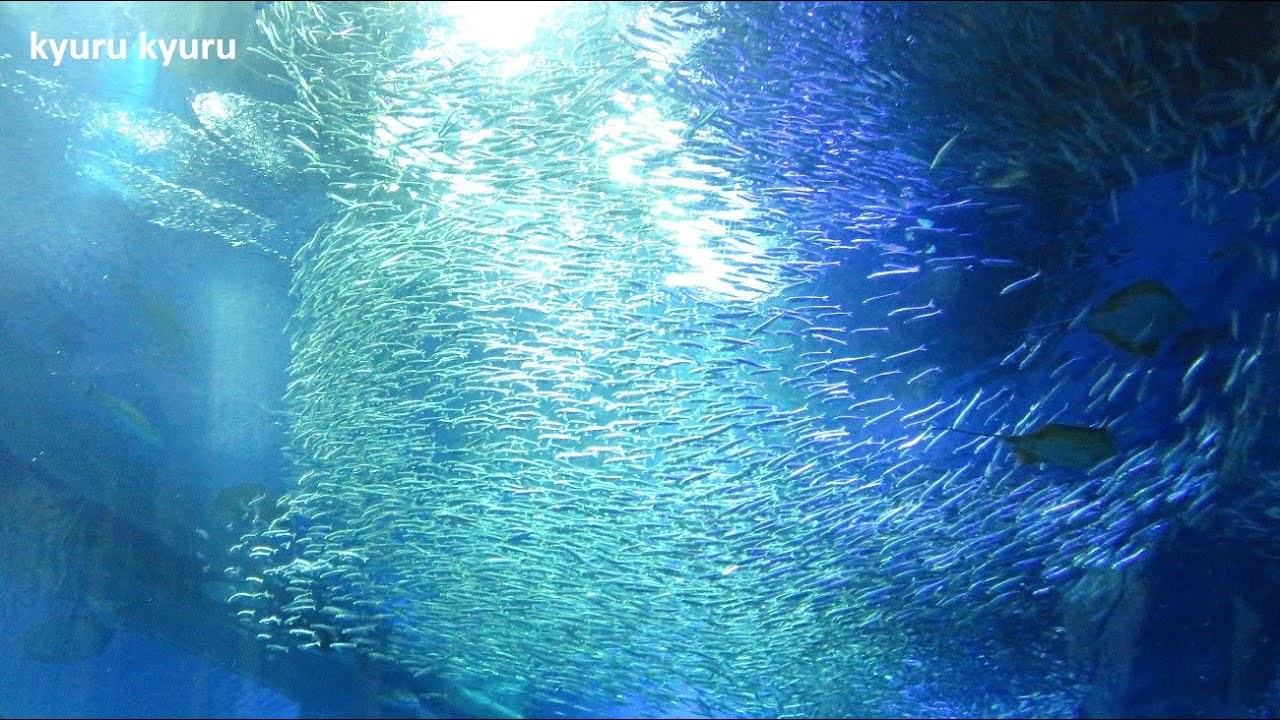 茨城県の海を再現した大水槽で泳ぐ たくさんのお魚たち - YouTube