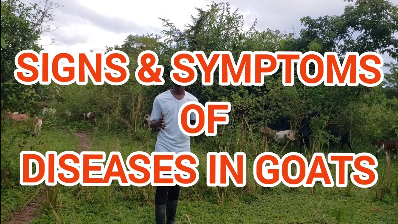 Signs & Symptoms Of A Sick Goat - YouTube