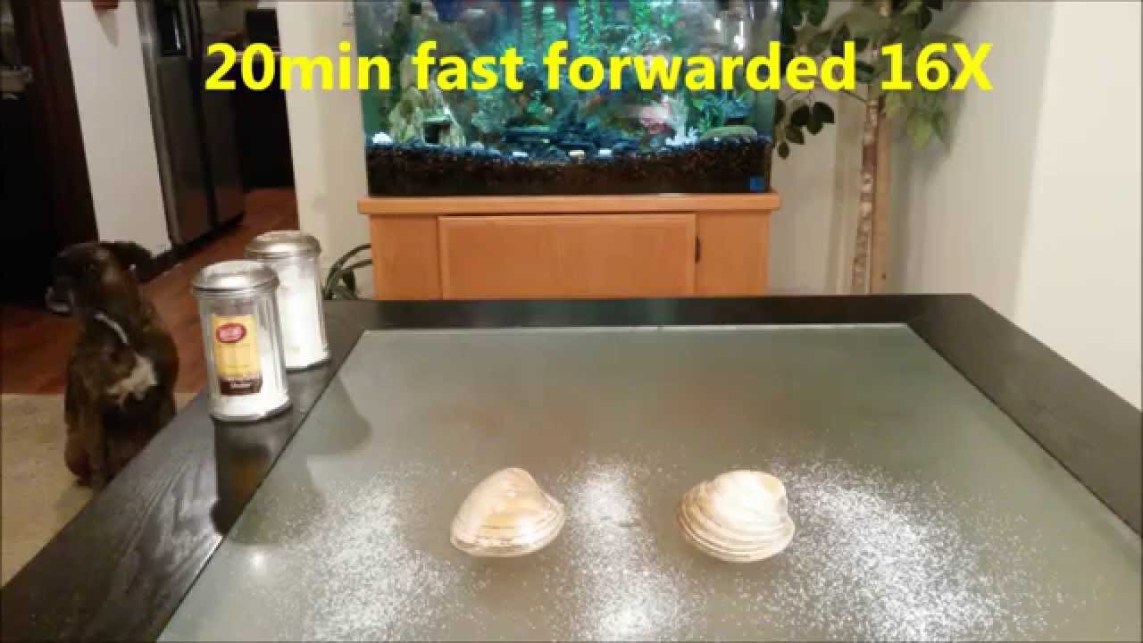 Clam Licking Salt Experiment - YouTube