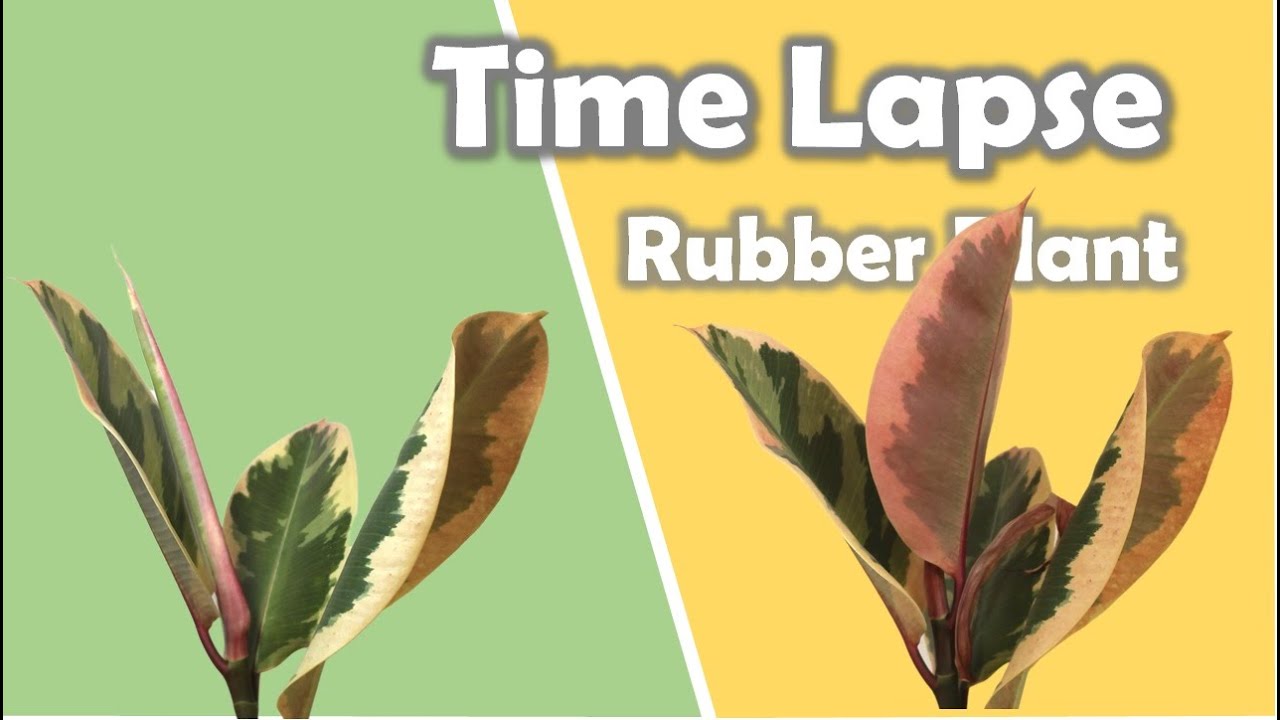 Rubber Plant leaf unfurling Timelapse 10 Days in 1 Minute - YouTube