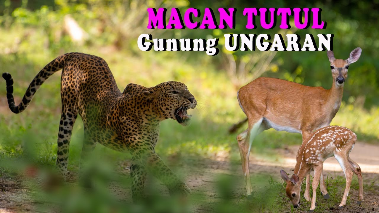 MACAN TUTUL Gunung UNGARAN Saat Berburu RUSA | Penelusuran - YouTube