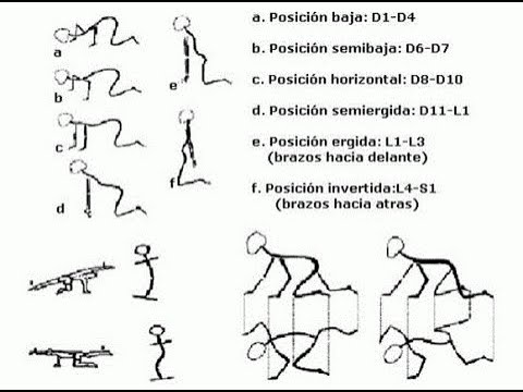 ¿Quien fue Rudolf Klapp y cuál fue aporte en la fisioterapia? - YouTube