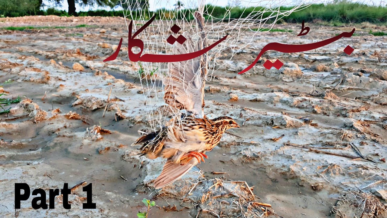 Quails hunting 2022 part 1 batair ka shikar in Pakistan - YouTube