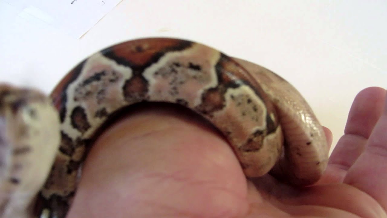 MY PINK BOA CONSTRICTOR "FRISCO" - YouTube