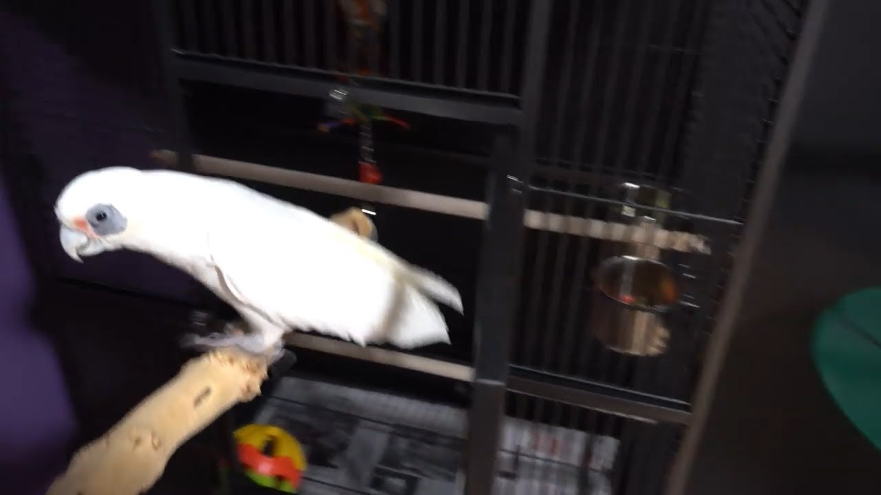 How to handle a aggressive large parrot this one a Bare Eyed cockatoo ...