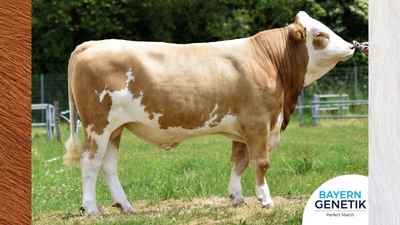 Hardcore PP* - der komplette Reinerbige! - YouTube