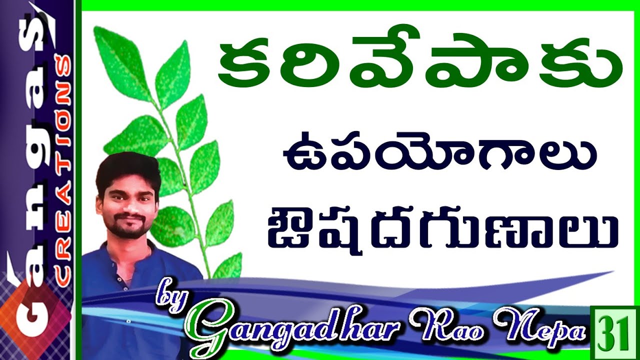 Curry Leaves Uses In Telugu YouTube curry-leaves-uses-in-telugu-youtube