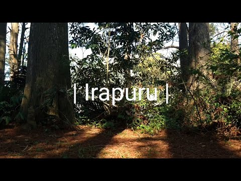 Irapuru, Uirapuru, O Canto que Encanta - YouTube