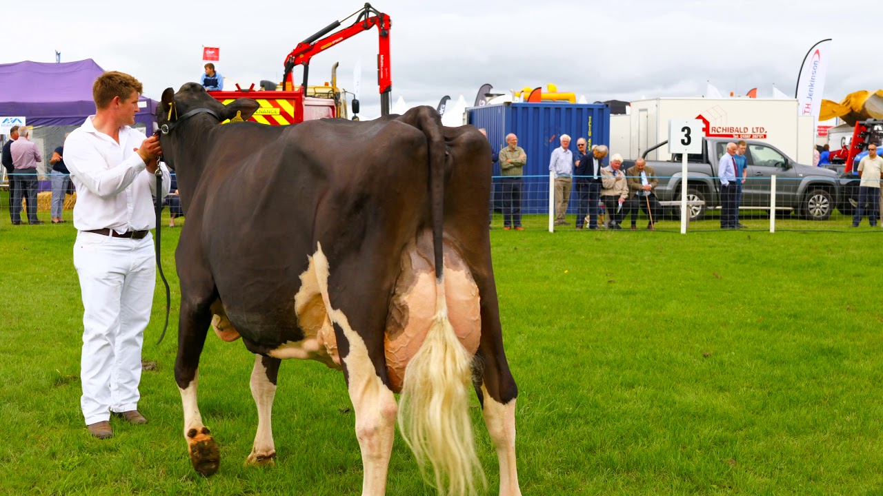 2018 Dumfries Show.Mature Holstein Class.4K video - YouTube