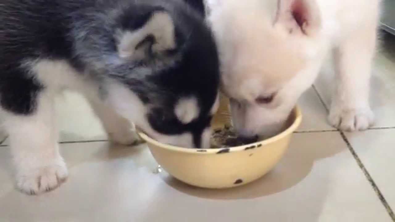 Hansel Gretel Learn To Eat... ( 1 month baby huskies ) - YouTube