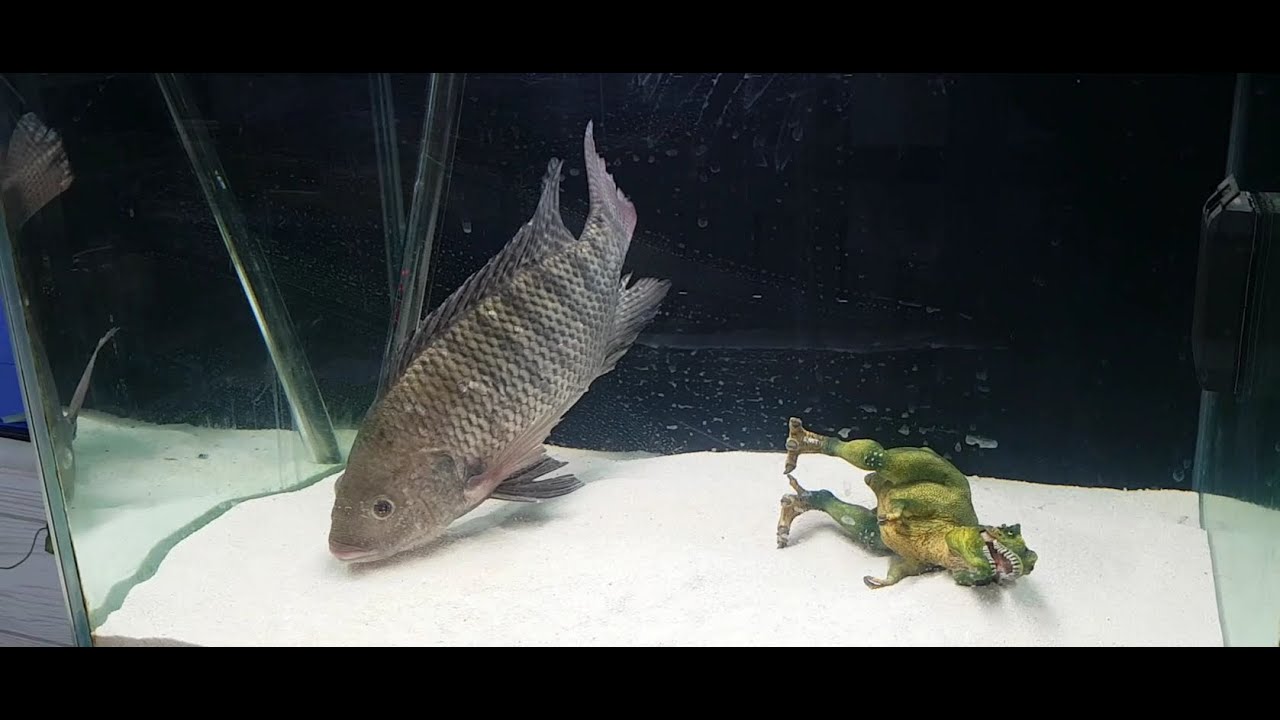 Thippili fish කොරලියා sl village - YouTube