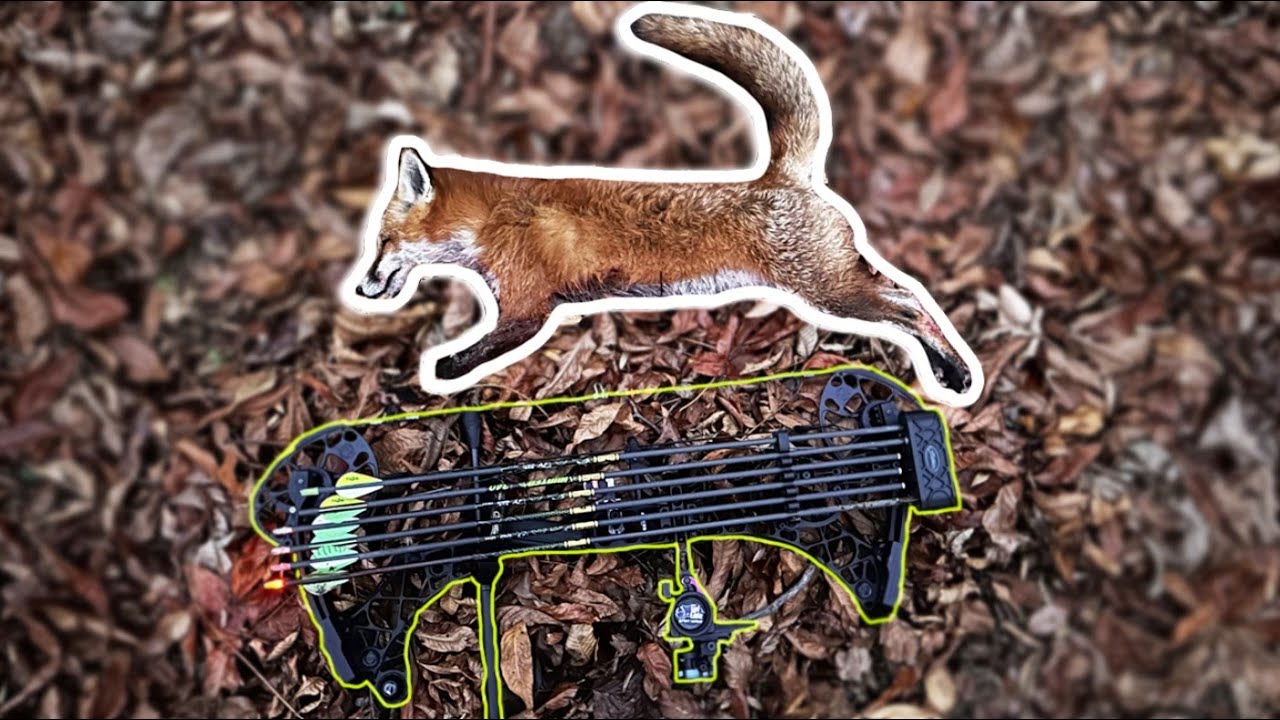 Red Fox meets DEADLY arrow at 20 yards!!!! - YouTube