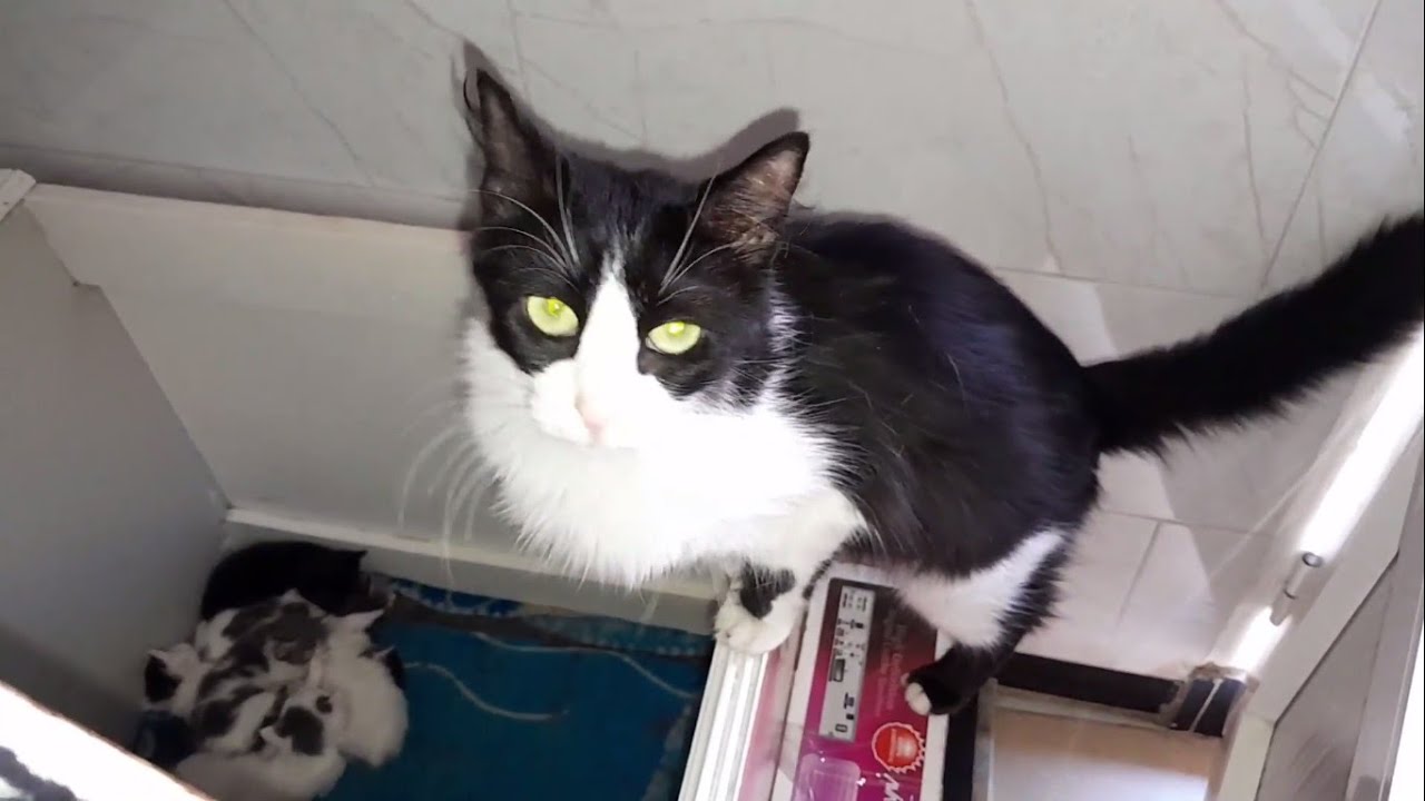 Mimi family،My adopted cat has become a family of 8. Rescue homeless ...