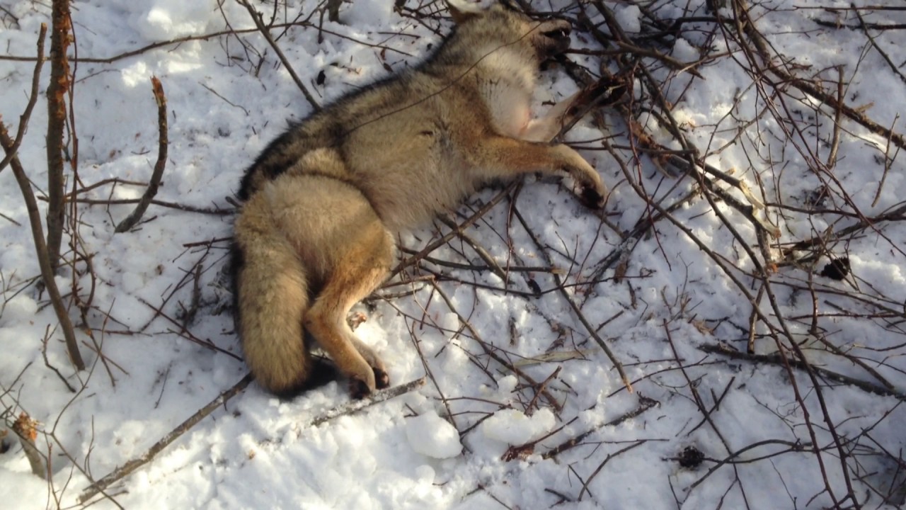 coyote and fox snaring in Newfoundland 2016 - YouTube