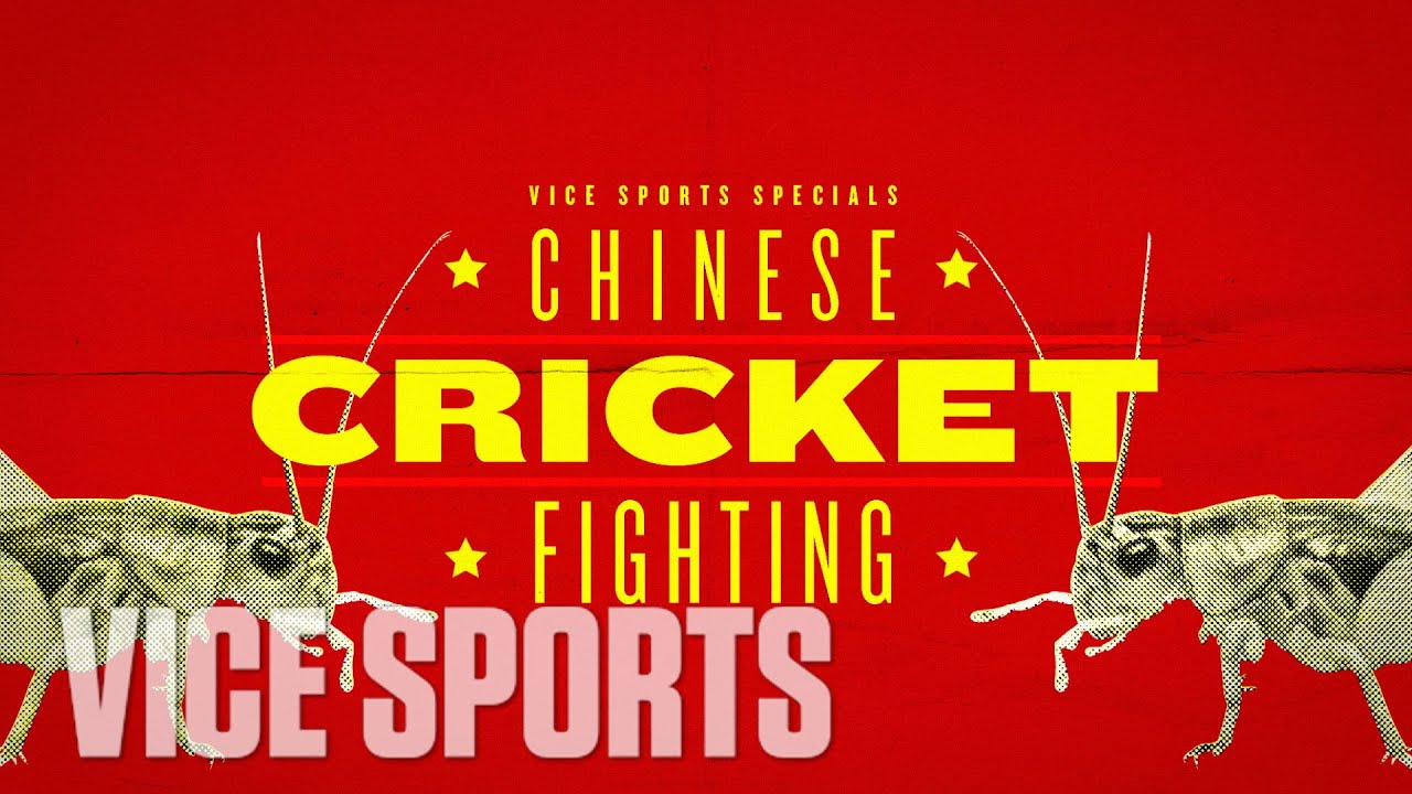 The Chinese Cricket Fighting World Championships - YouTube